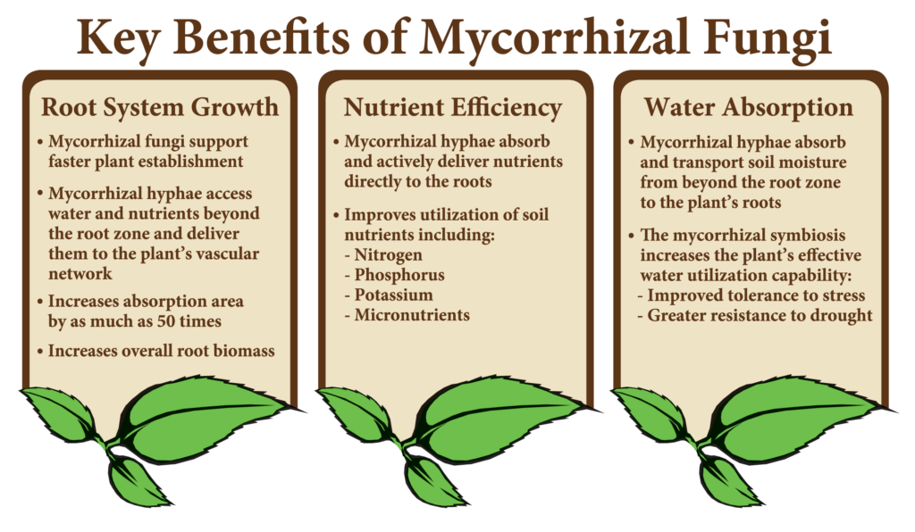 How Mycorrhizae Biostimulants Boost Plant Growth | Mycorrhizae for ...