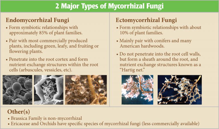 How Mycorrhizae Biostimulants Boost Plant Growth | Mycorrhizae for ...