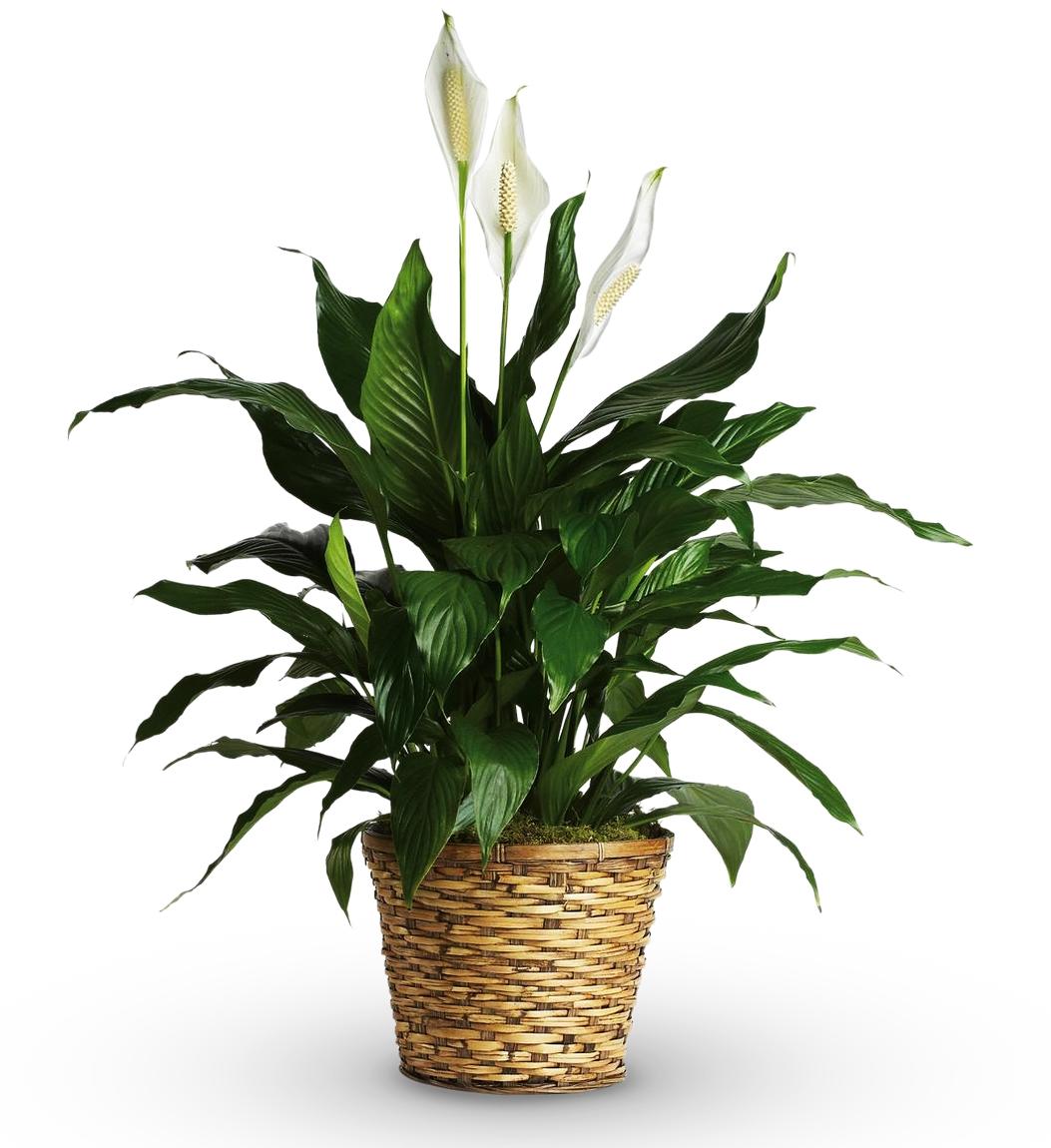 Unlock the Power of Gibberellins in Ornamental Horticulture – Growth ...