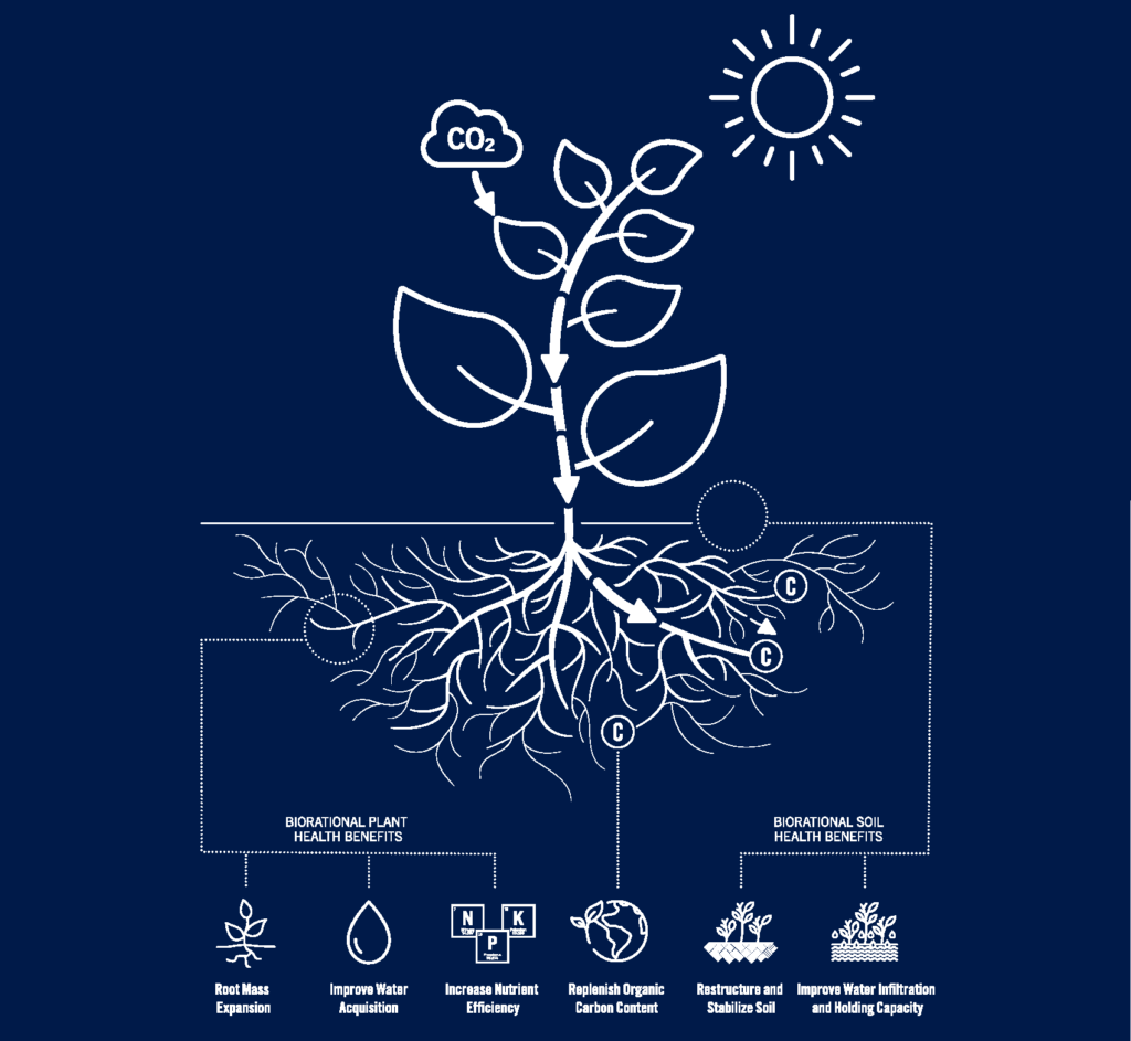 Forestry Publications - Mycorrhizae Biostimulants for Plants ...