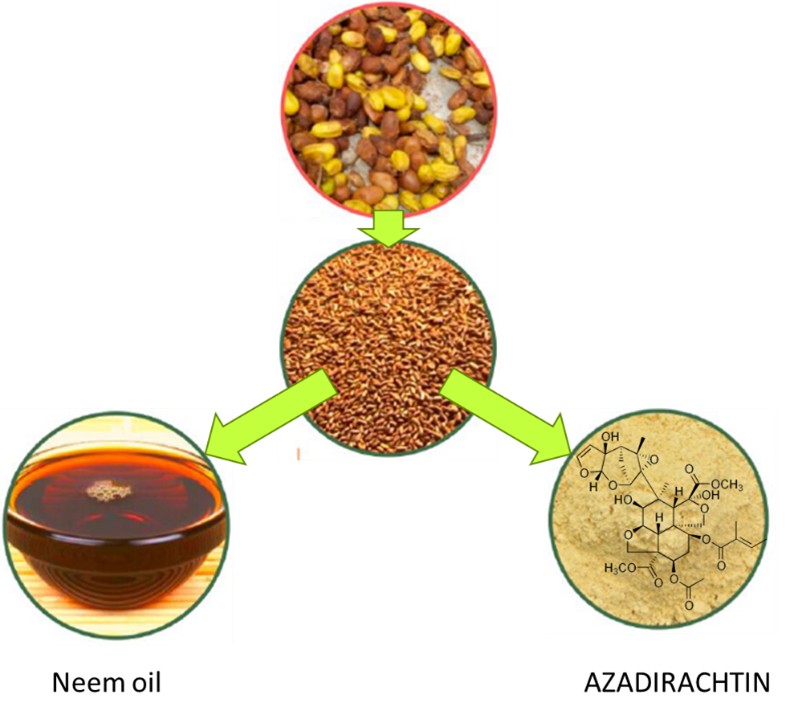 Introducing Debug Botanical Insecticides - Mycorrhizae Biostimulants ...