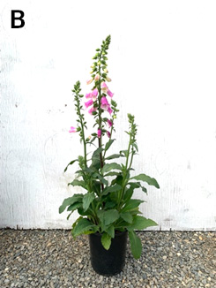 Increase Cut Flower Stem Length with ProGibb LV Plus T&O - Mycorrhizal Applications