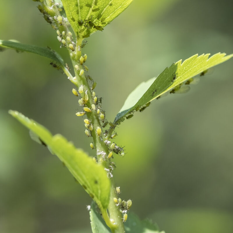 The Benefits of Botanical Insecticides - Mycorrhizal Applications ...