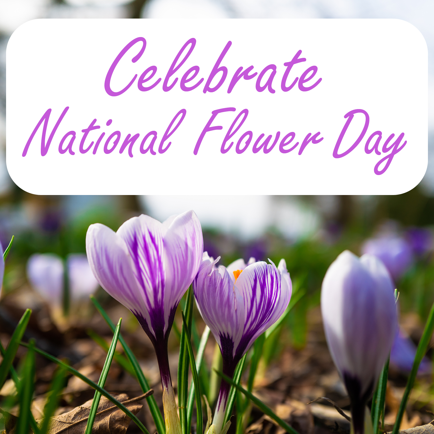 Three Ways for Your Business to Celebrate National Flower Day on Social ...