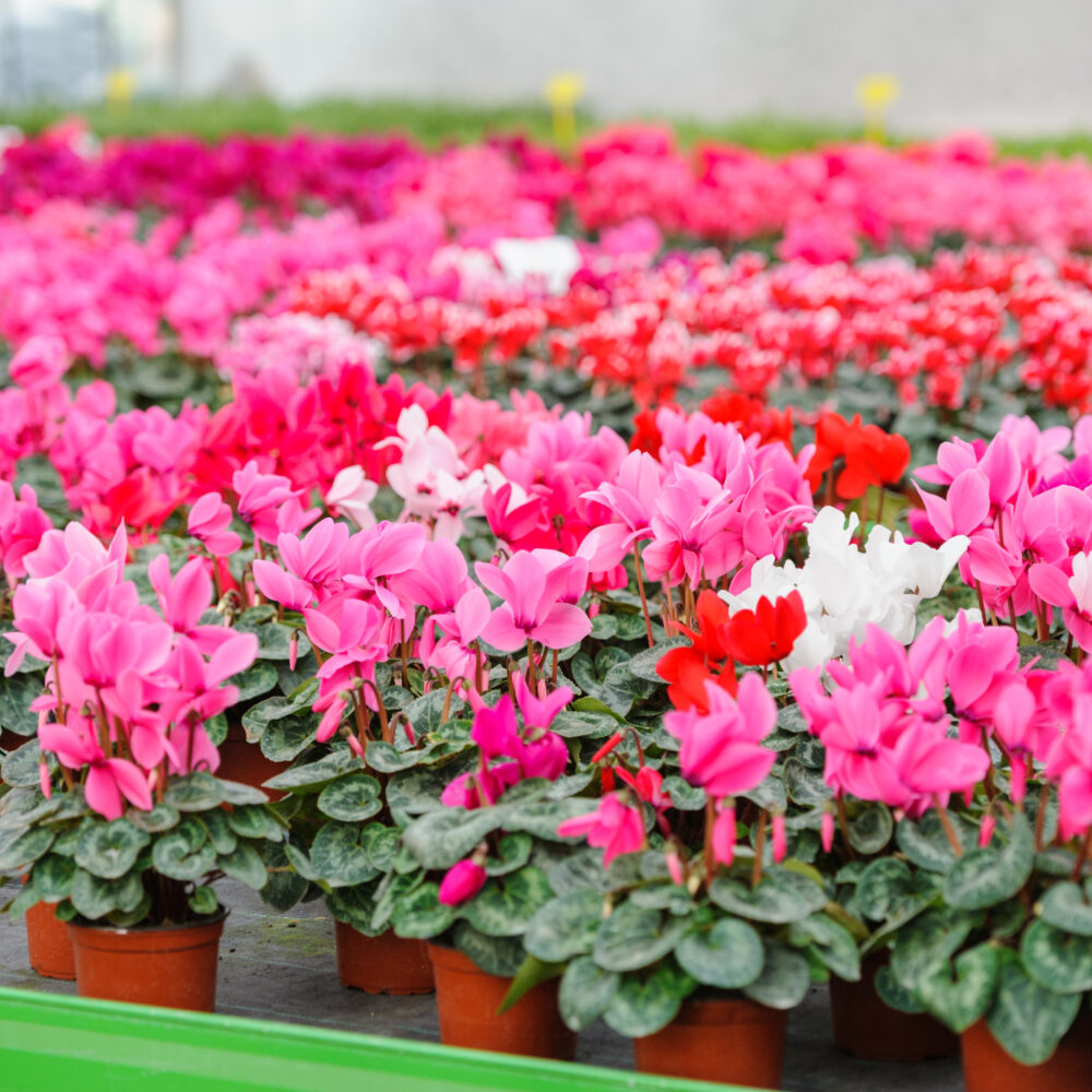 Actinovate Biological Fungicides – A Powerful and Versatile Tool ...